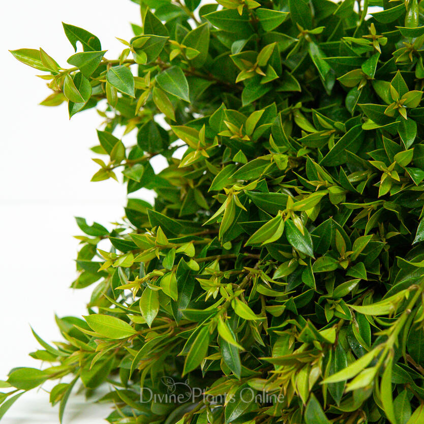 Aussie Compact Lilly Pilly - Foliage – Divine Plants Online Shop