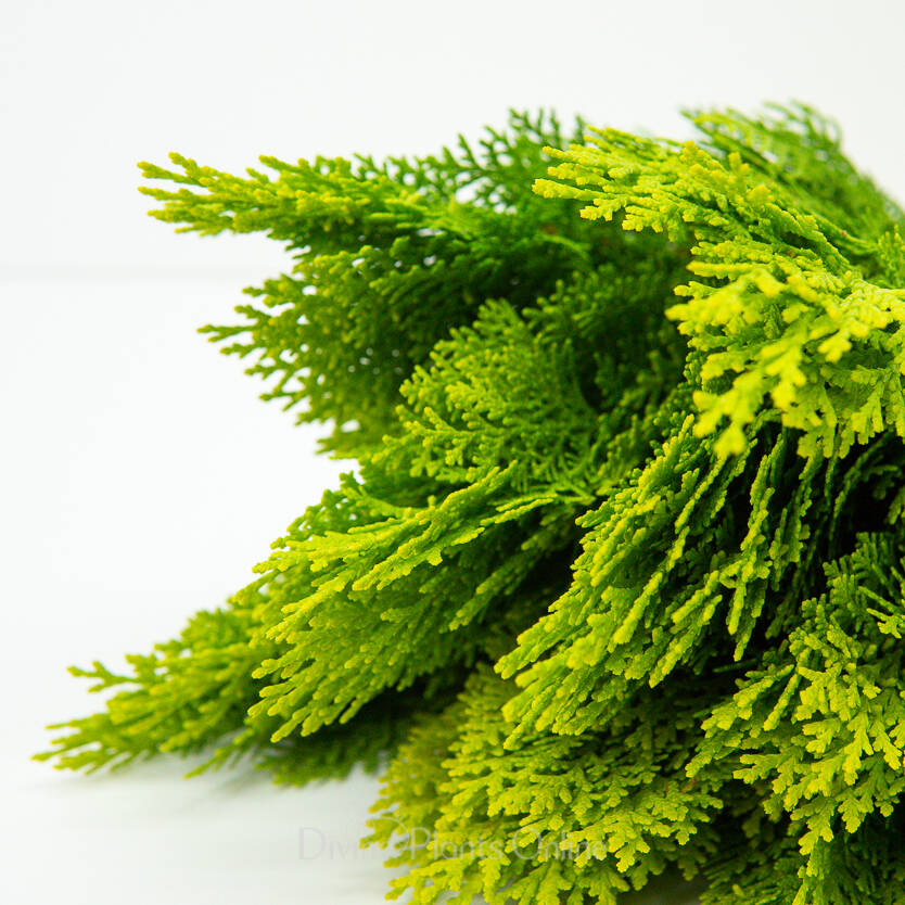 Oriental Arbour-Vitae - Foliage – Divine Plants Online Shop