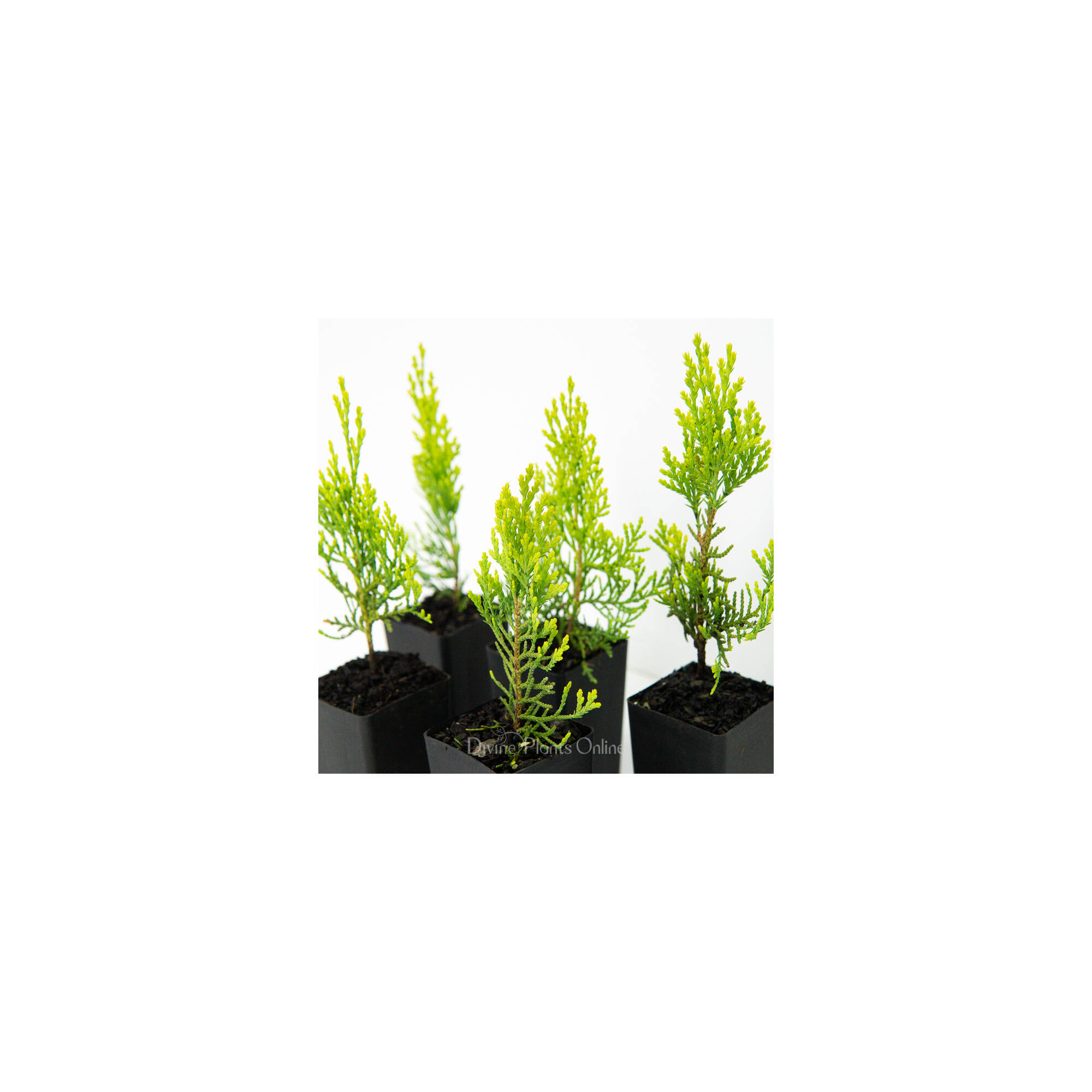 Thuja orientalis morganii – Divine Plants Online Shop