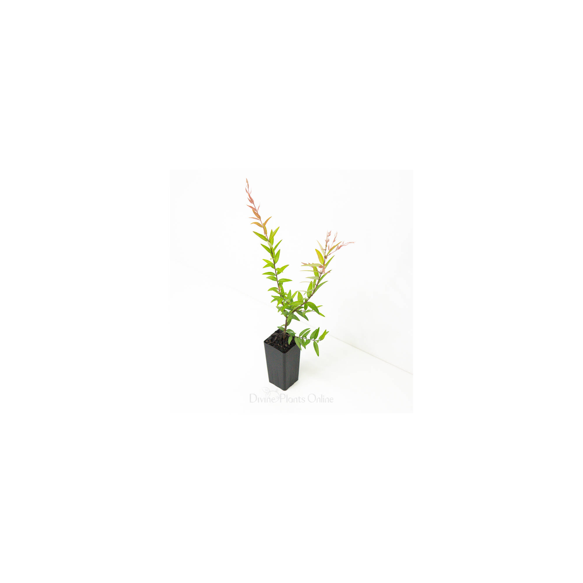 Austromyrtus tenuifolia "Midginberry" – Divine Plants Online Shop