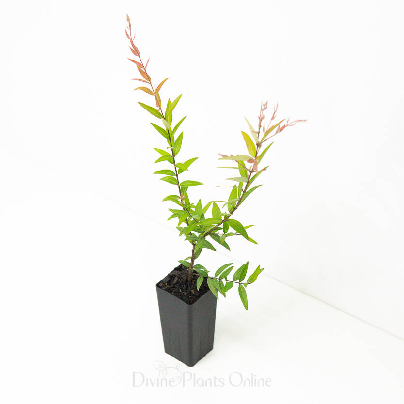 Austromyrtus tenuifolia "Midginberry" – Divine Plants Online Shop