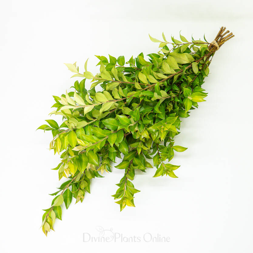 Grey Myrtle - Foliage – Divine Plants Online Shop