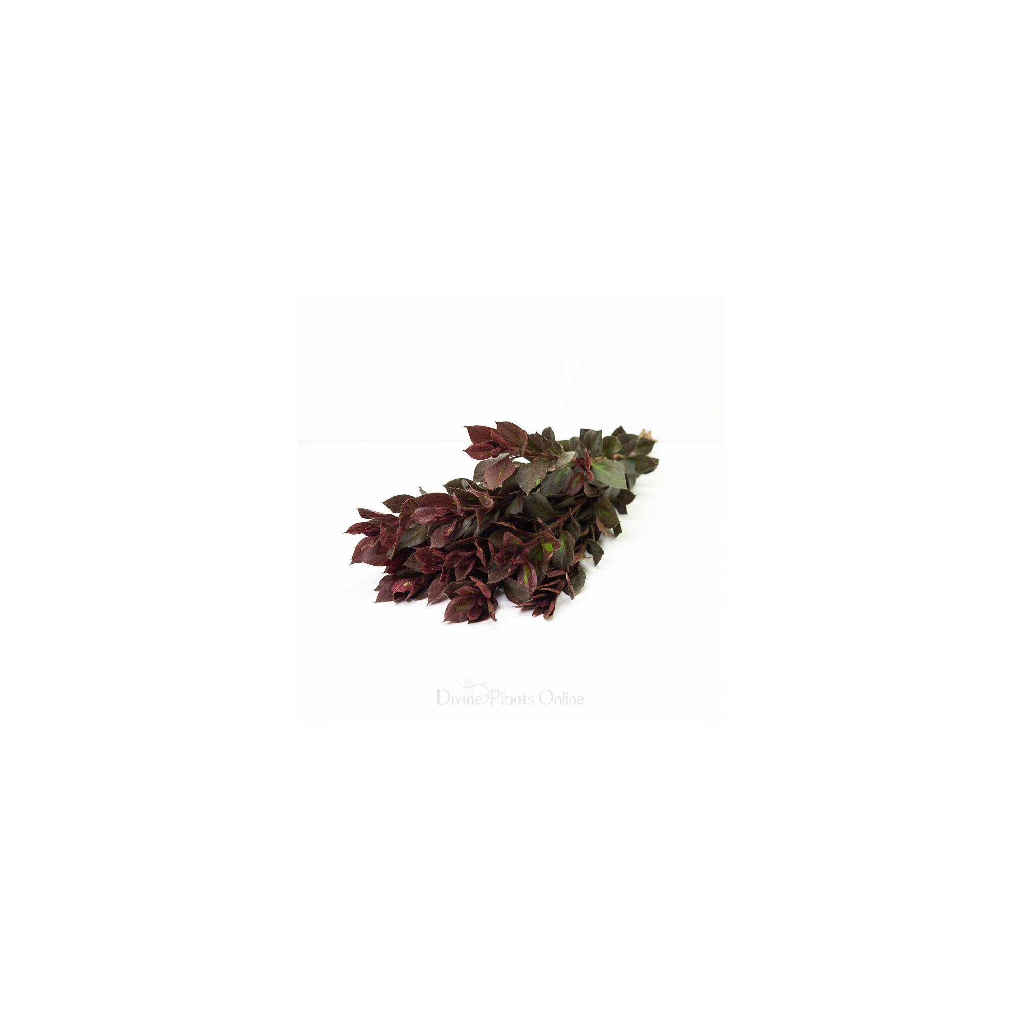Azalea Shiraz - Foliage – Divine Plants Online Shop