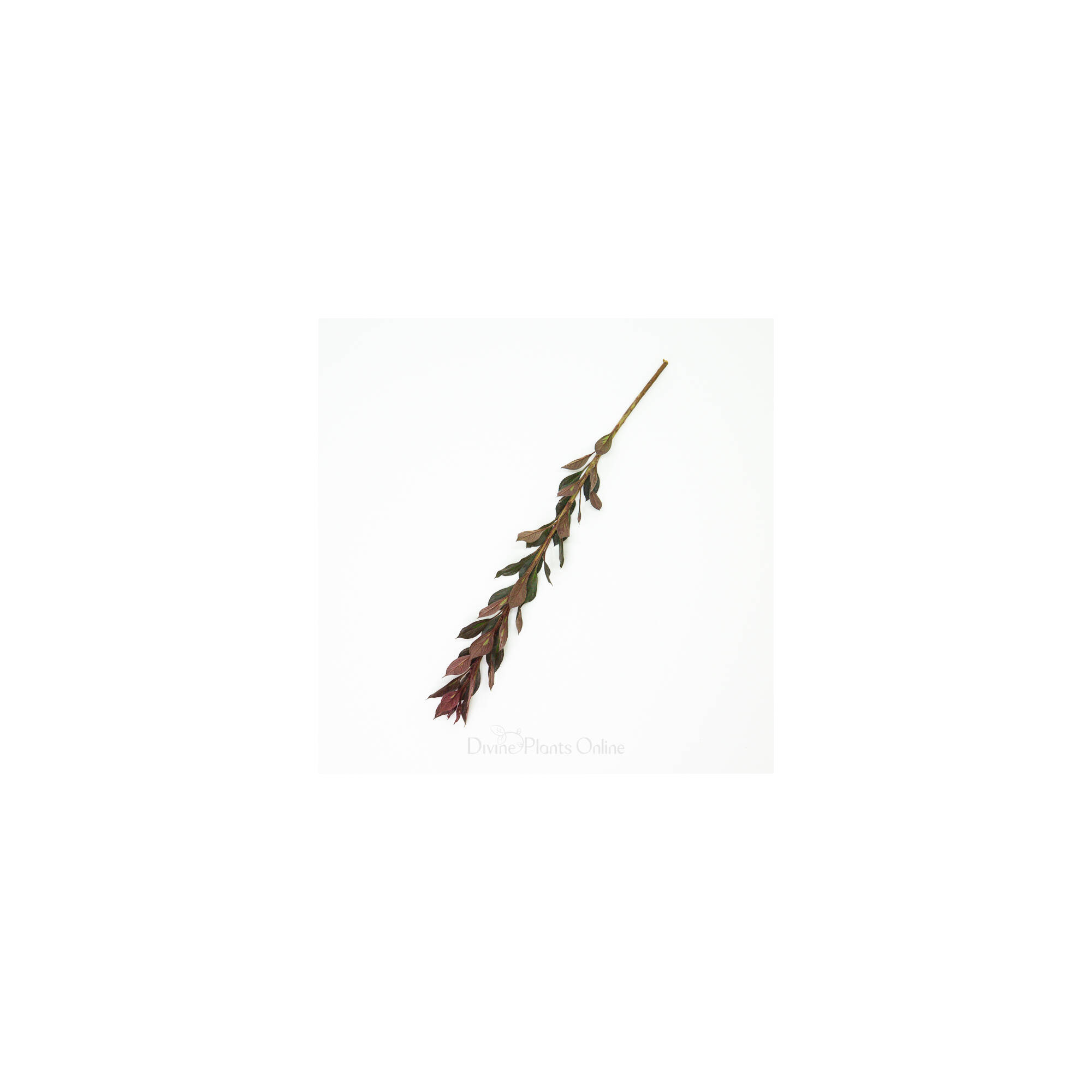 Azalea Shiraz - Foliage – Divine Plants Online Shop