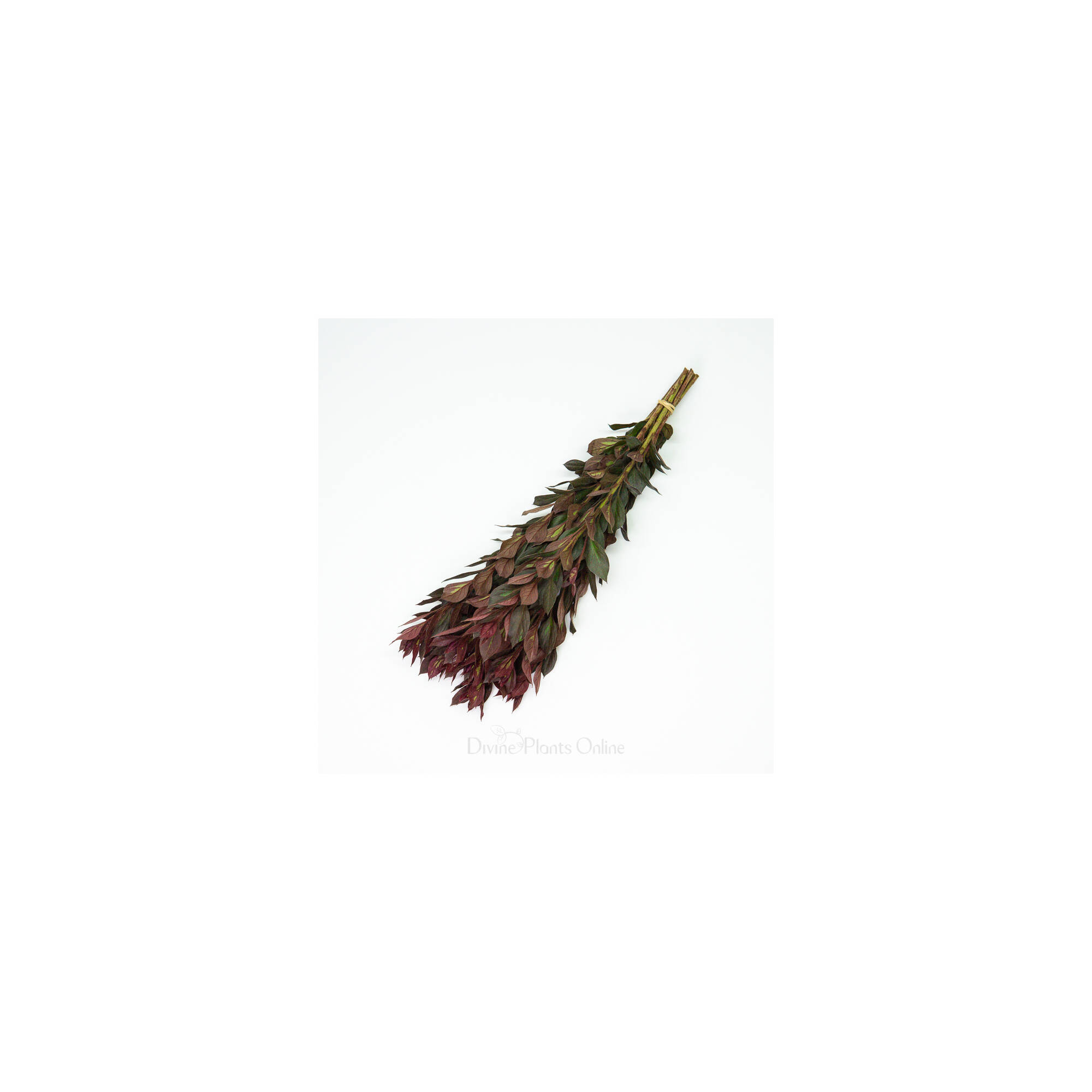 Azalea Shiraz - Foliage – Divine Plants Online Shop