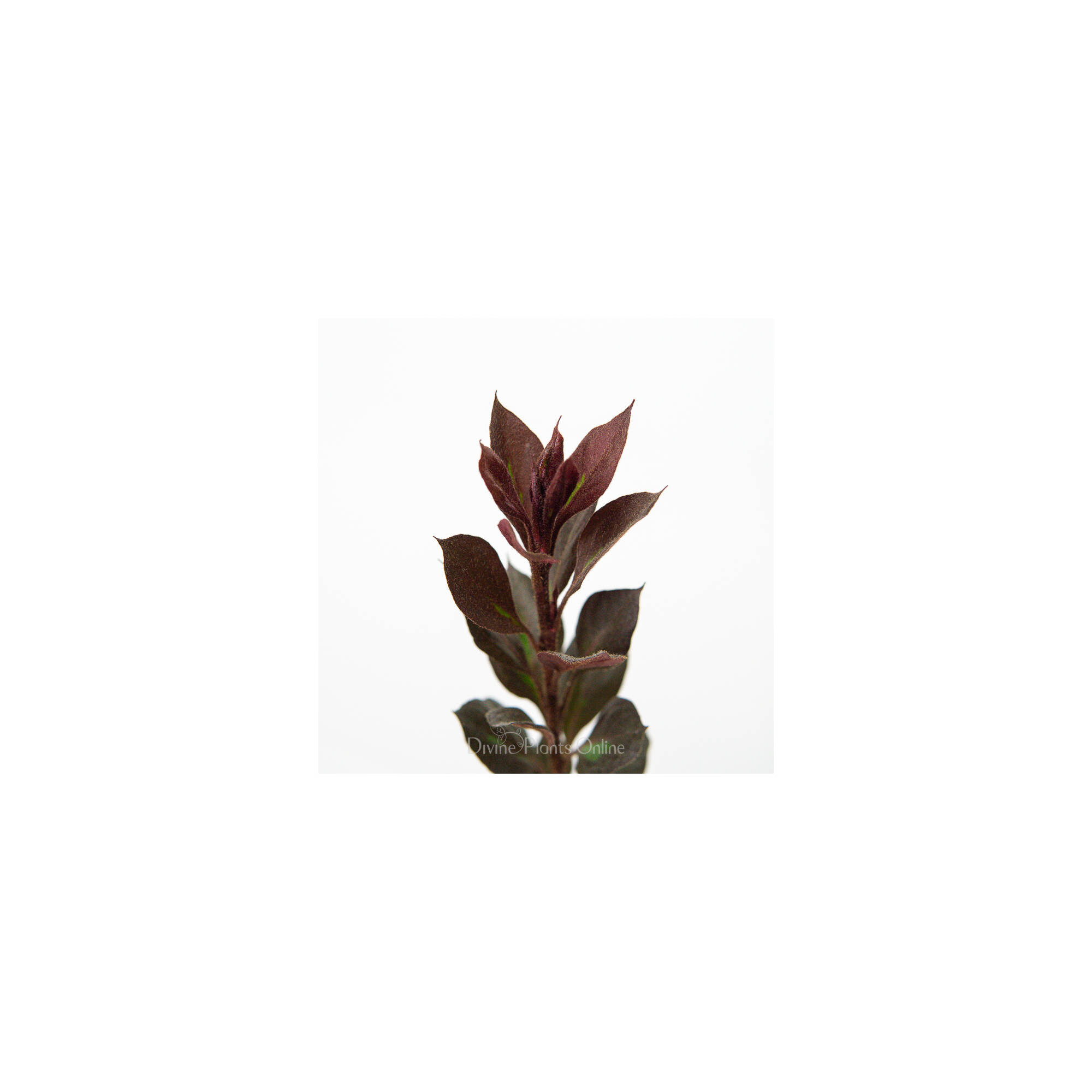 Azalea Shiraz - Foliage – Divine Plants Online Shop