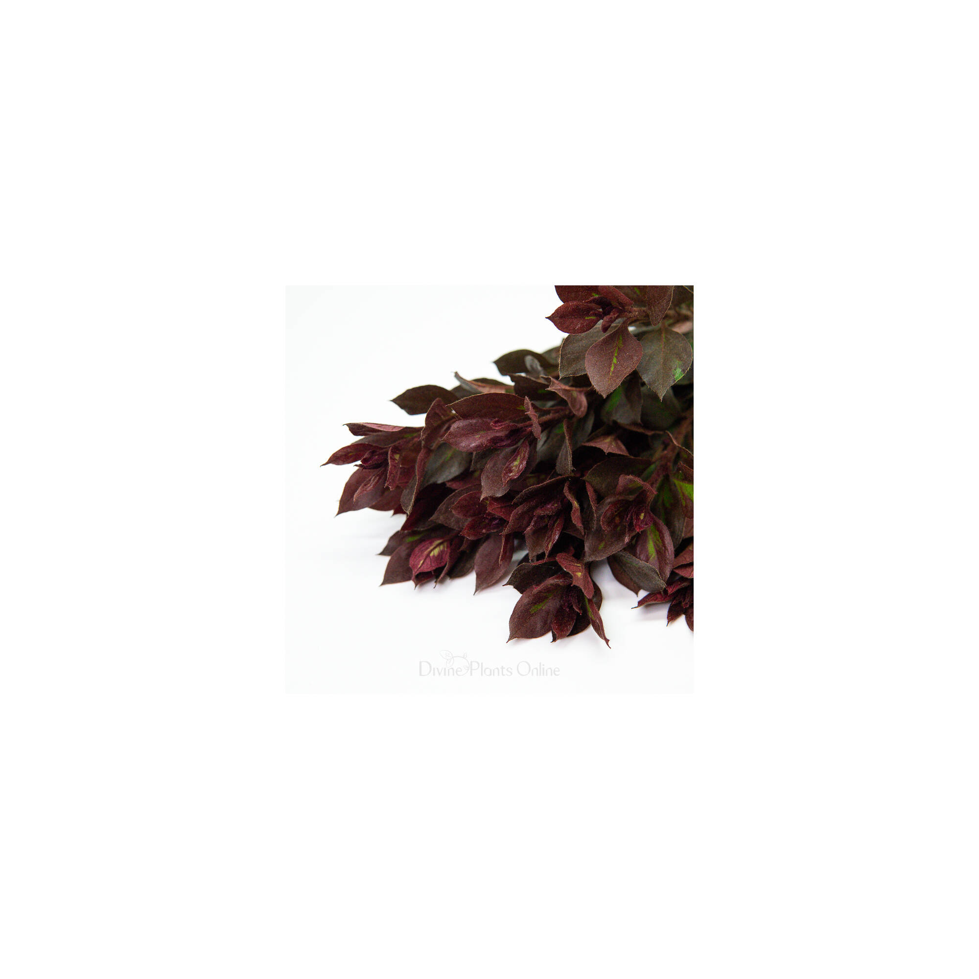 Azalea Shiraz - Foliage – Divine Plants Online Shop
