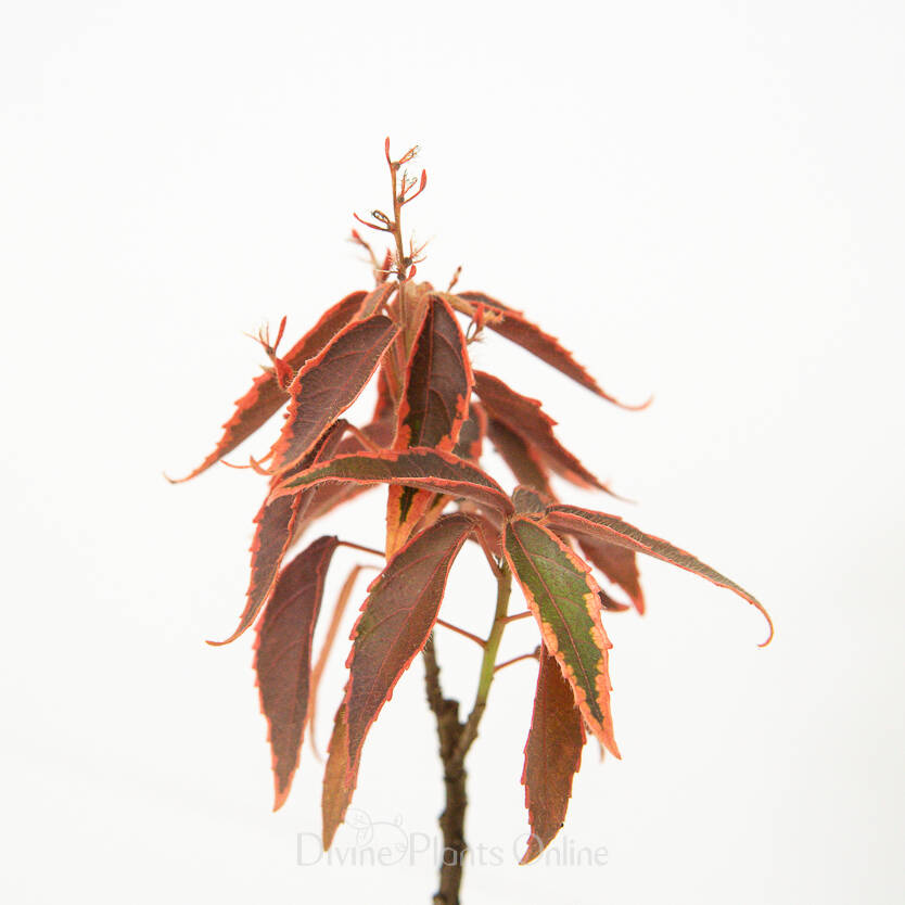 Acalypha wilkesiana Firestorm – Divine Plants Online Shop