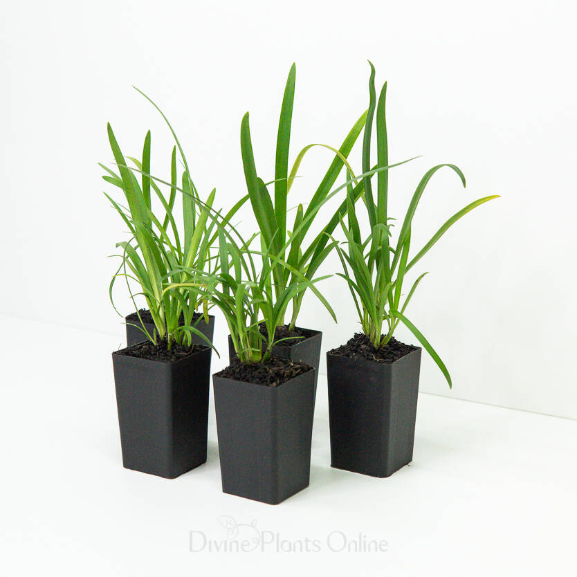 Agapanthus Peter Pan – Divine Plants Online Shop
