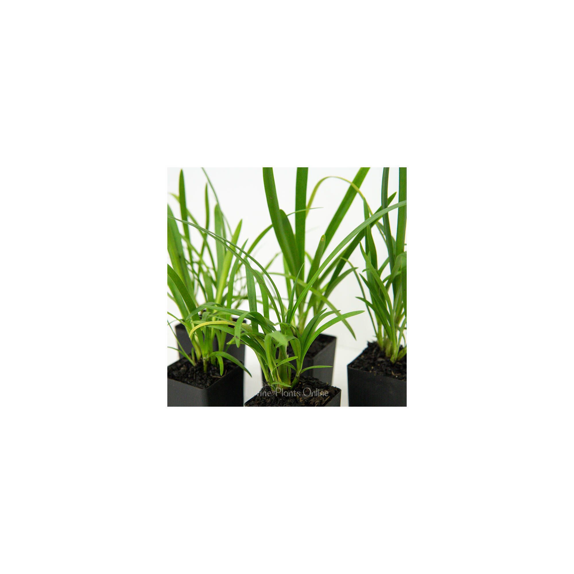Agapanthus Peter Pan – Divine Plants Online Shop