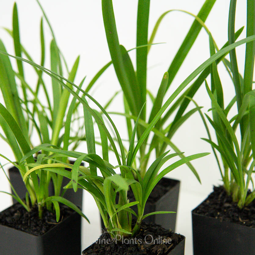 Agapanthus Peter Pan – Divine Plants Online Shop