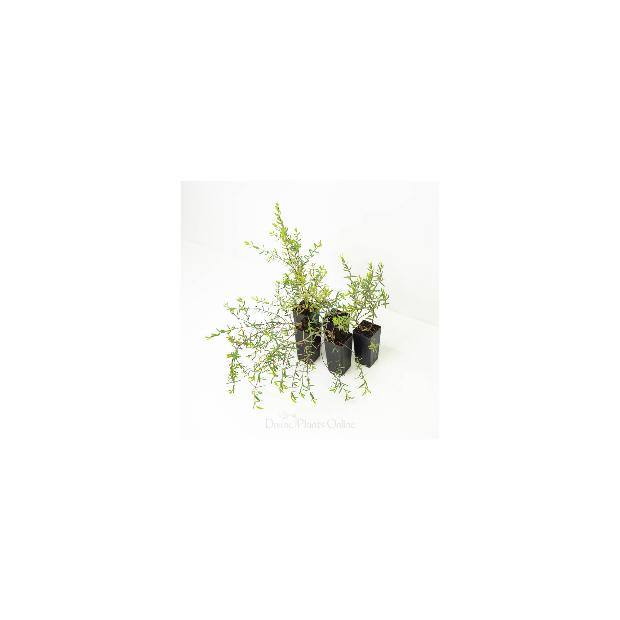 Melaleuca Violacea – Divine Plants Online Shop