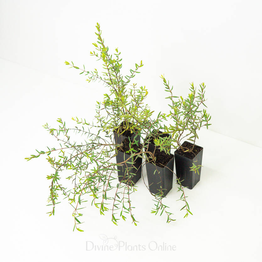 Melaleuca Violacea – Divine Plants Online Shop