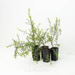 Melaleuca Violacea – Divine Plants Online Shop