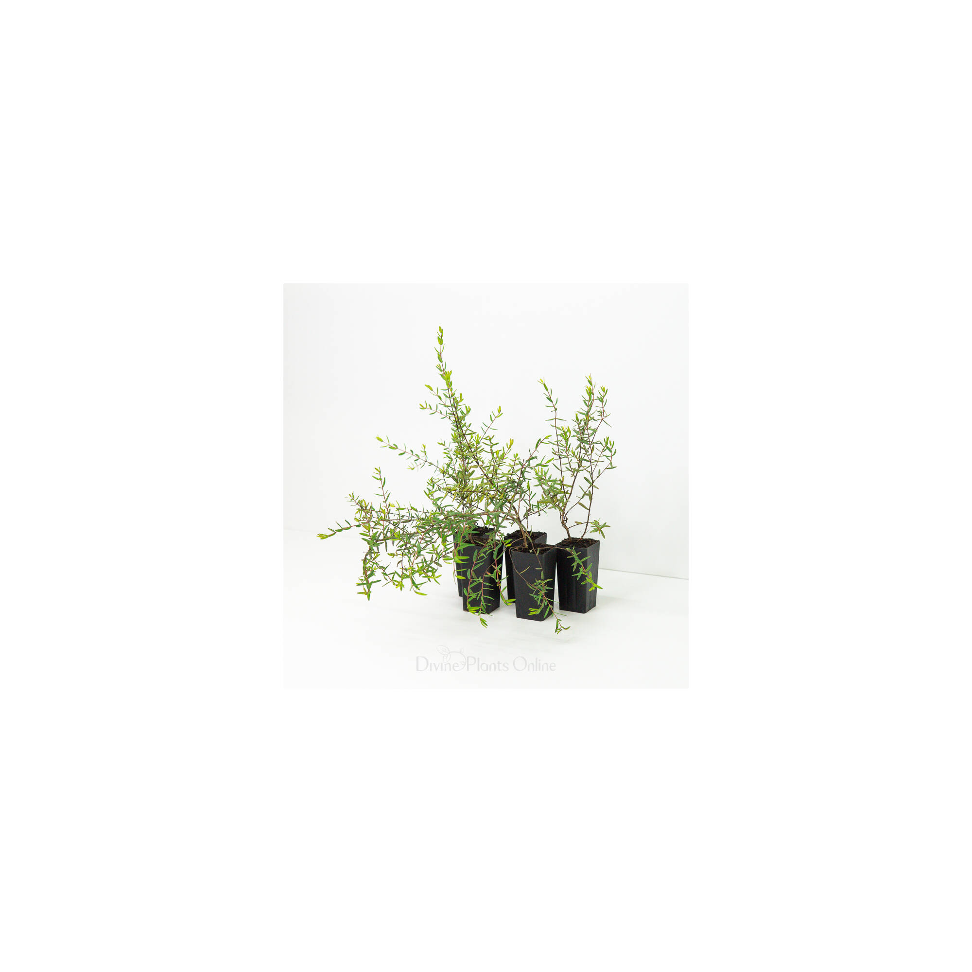 Melaleuca Violacea – Divine Plants Online Shop
