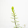 Melaleuca Violacea – Divine Plants Online Shop