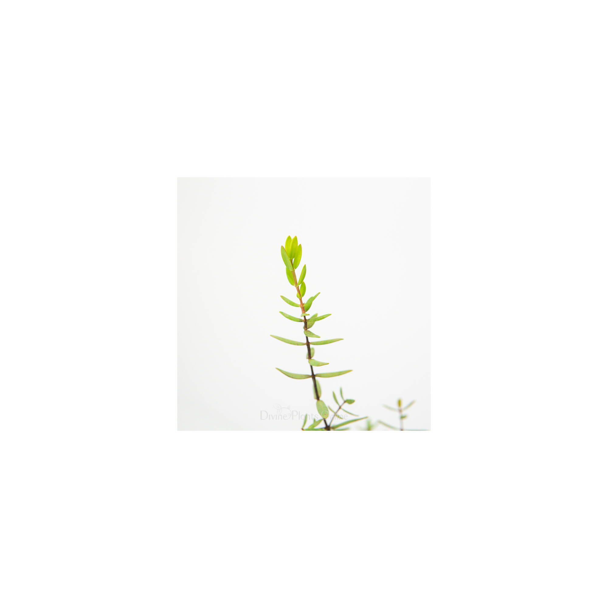 Melaleuca Violacea – Divine Plants Online Shop