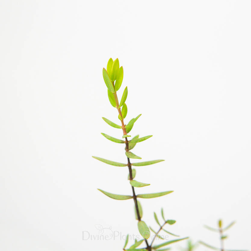 Melaleuca Violacea – Divine Plants Online Shop