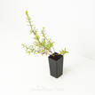 Melaleuca Violacea – Divine Plants Online Shop