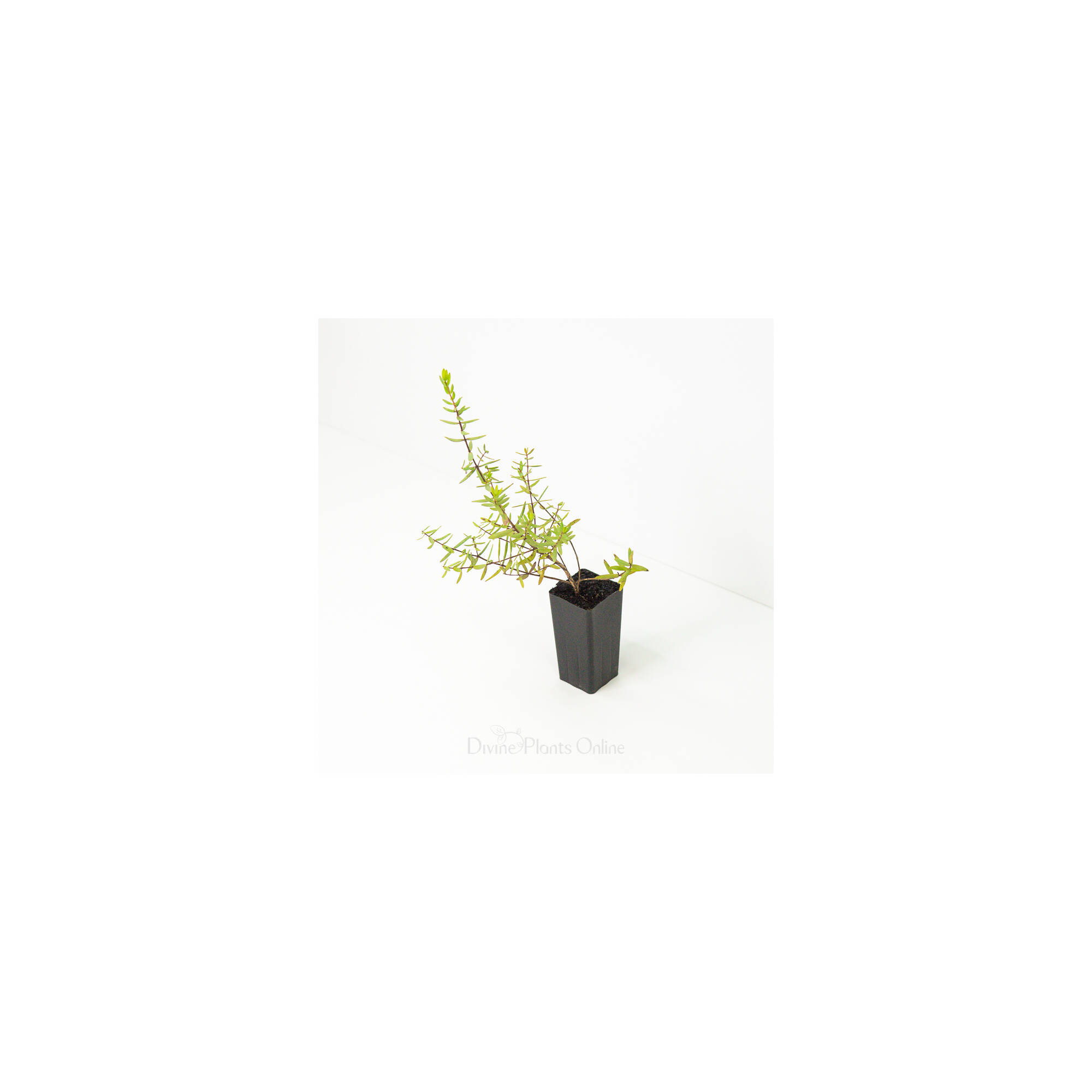 Melaleuca Violacea – Divine Plants Online Shop