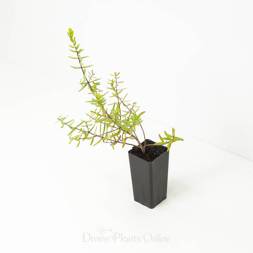 Melaleuca Violacea – Divine Plants Online Shop