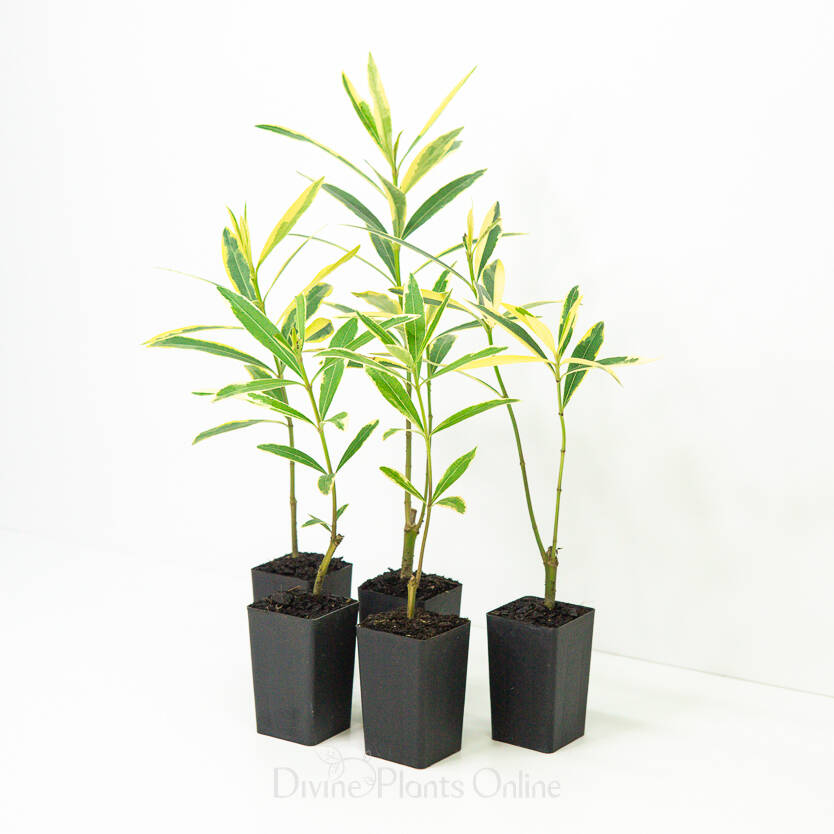 Nerium 0leander Variegata – Divine Plants Online Shop