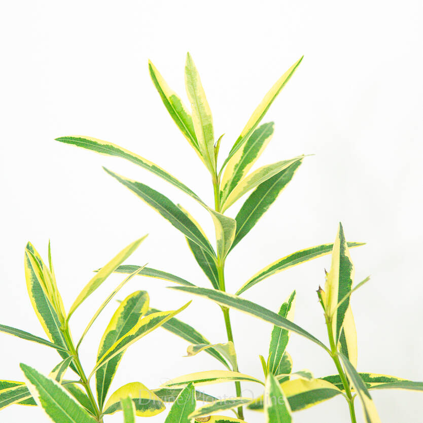 Nerium 0leander Variegata – Divine Plants Online Shop
