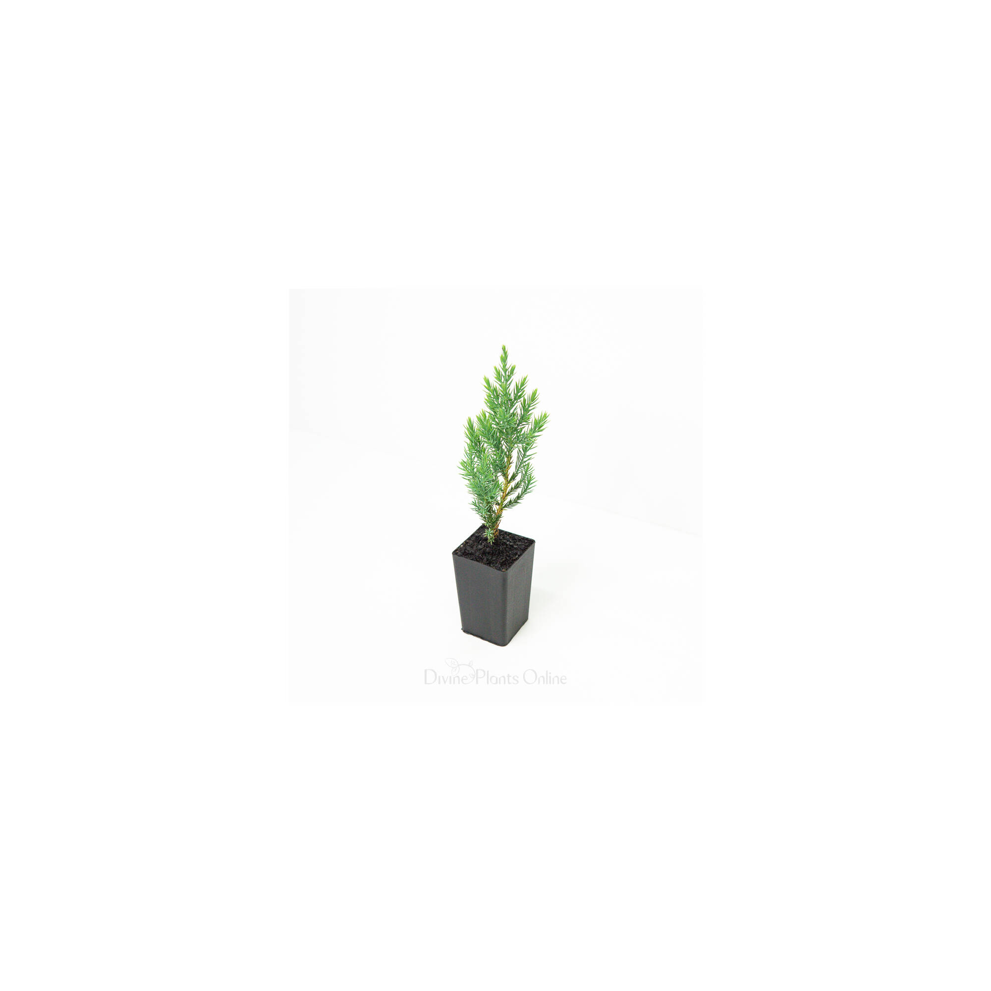 Juniperus chinensis Pyramidalis – Divine Plants Online Shop