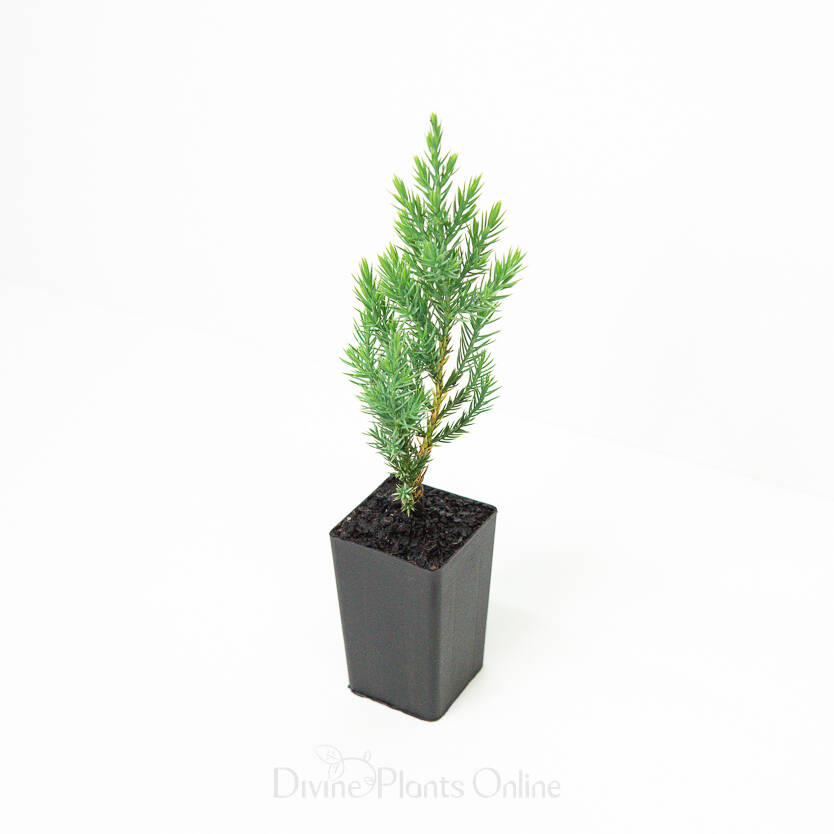 Juniperus chinensis Pyramidalis – Divine Plants Online Shop