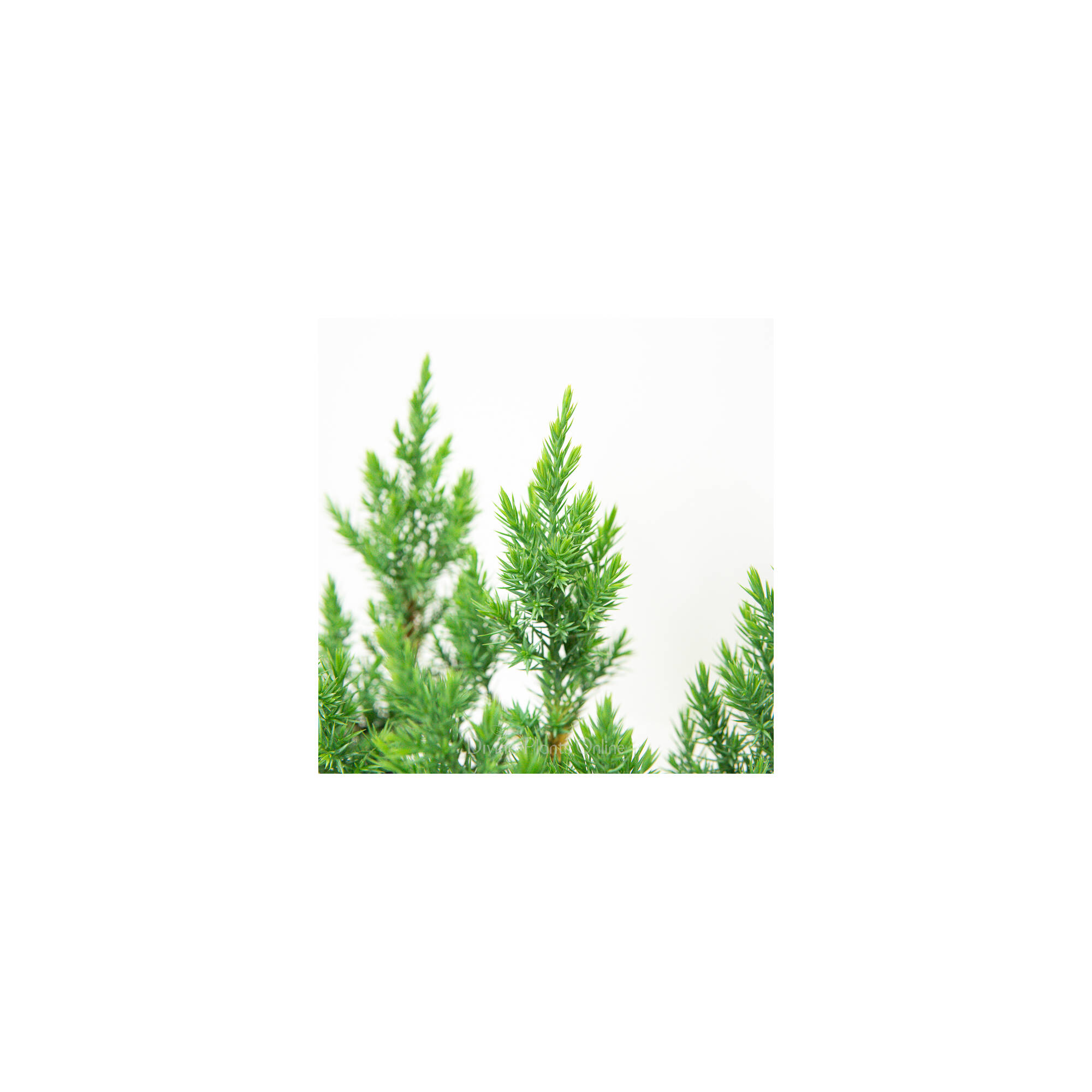Juniperus chinensis Pyramidalis – Divine Plants Online Shop
