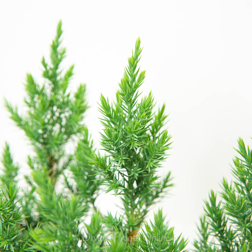 Juniperus chinensis Pyramidalis – Divine Plants Online Shop