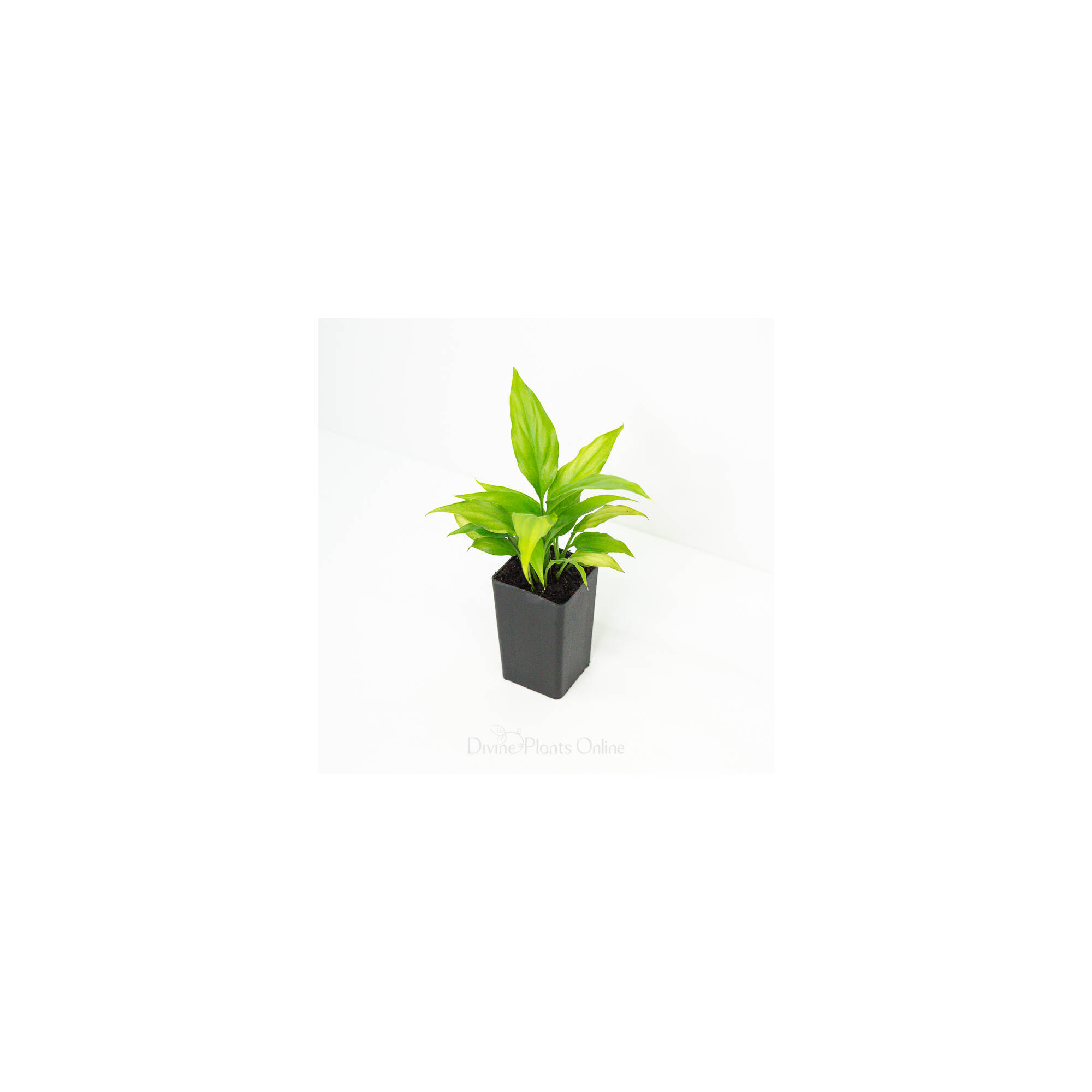 Spathiphyllum Clevelandii Mini Merry – Divine Plants Online Shop