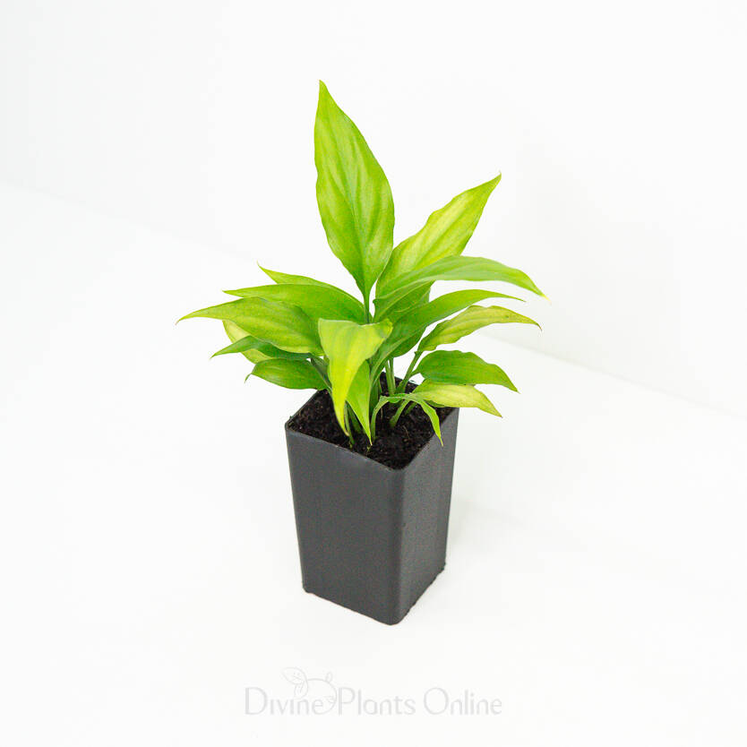 Spathiphyllum Clevelandii Mini Merry – Divine Plants Online Shop