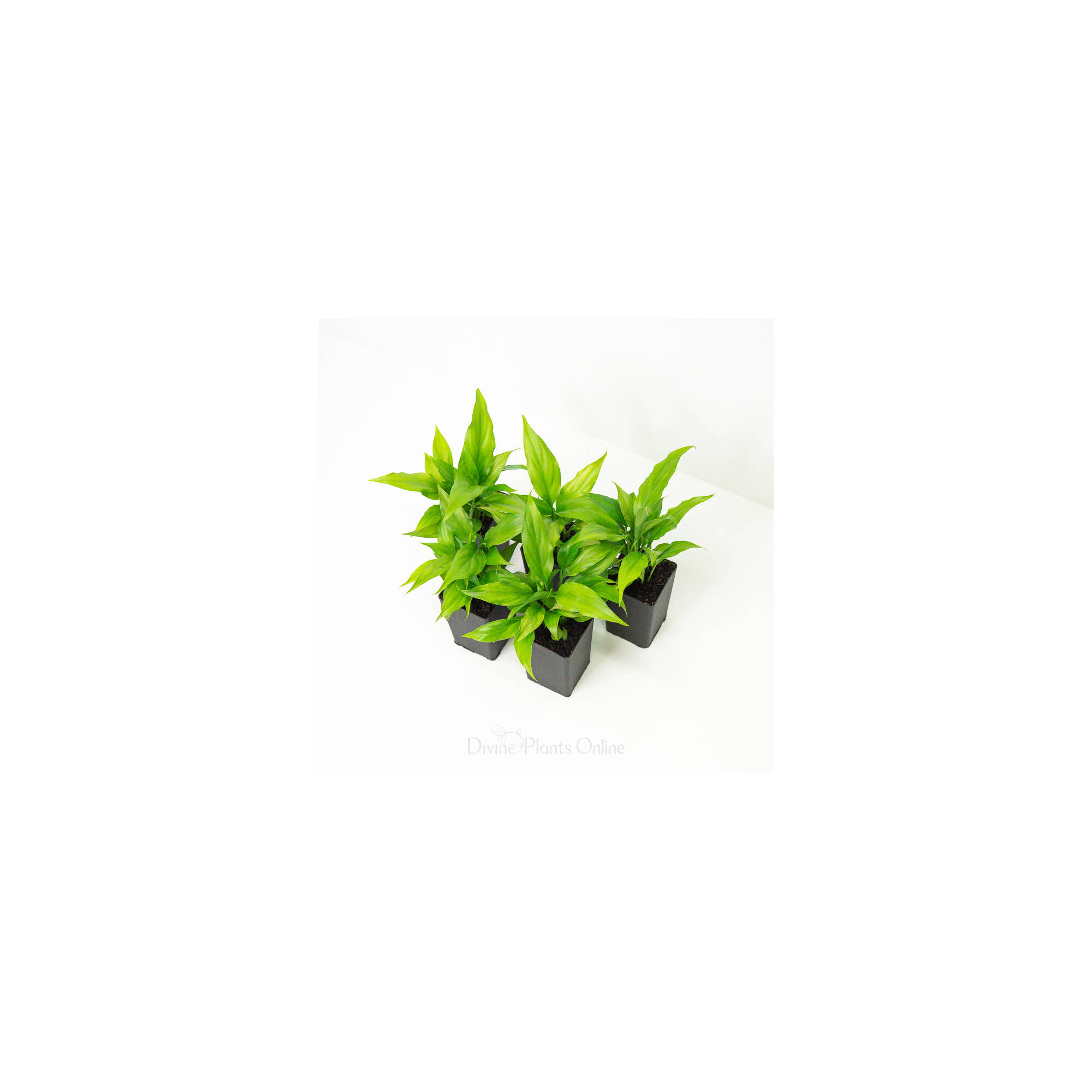 Spathiphyllum Clevelandii Mini Merry – Divine Plants Online Shop