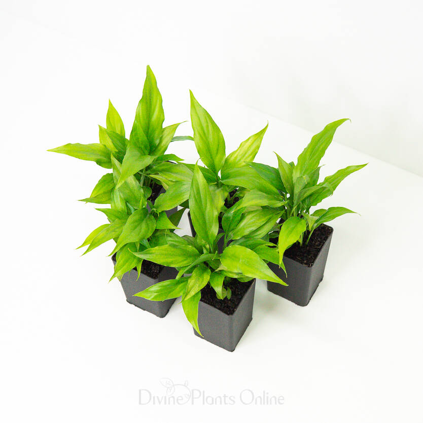 Spathiphyllum Clevelandii Mini Merry – Divine Plants Online Shop