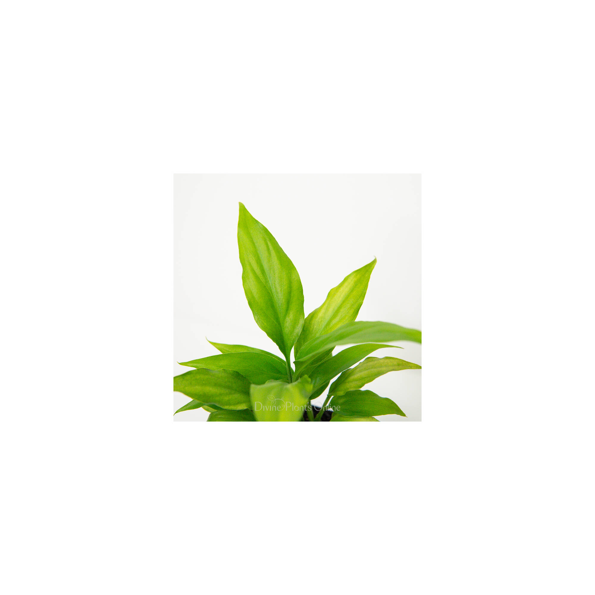 Spathiphyllum Clevelandii Mini Merry – Divine Plants Online Shop