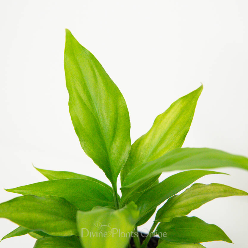 Spathiphyllum Clevelandii Mini Merry – Divine Plants Online Shop