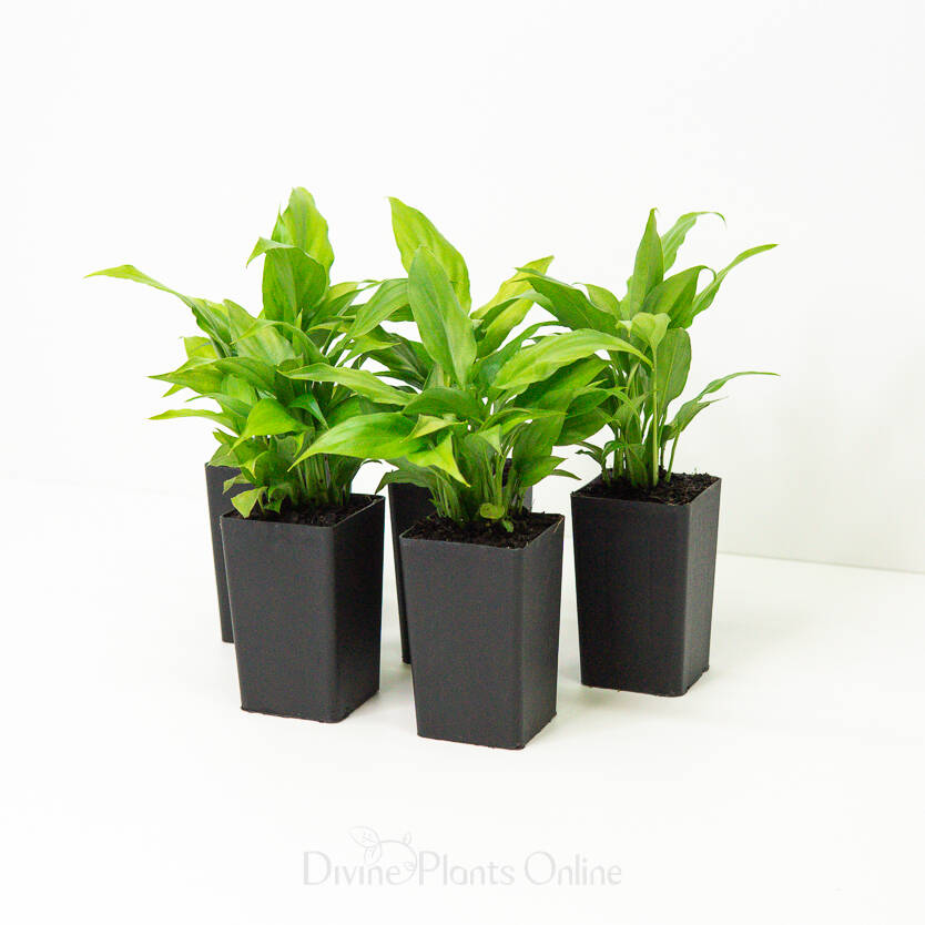 Spathiphyllum Clevelandii Mini Merry – Divine Plants Online Shop