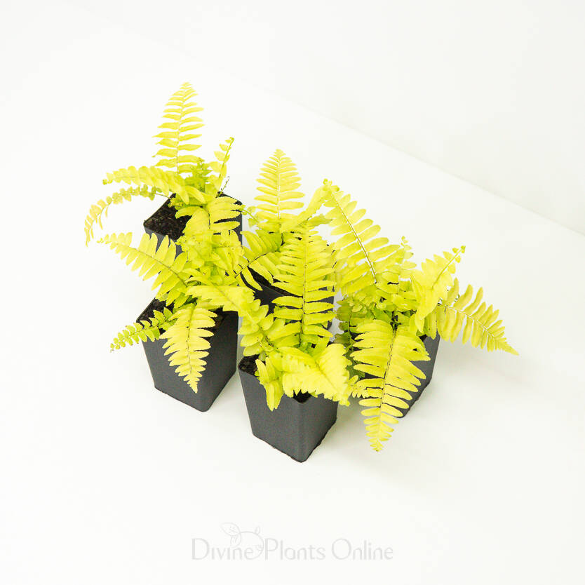 Nephrolepis Exaltata 'Boston Fern' – Divine Plants Online Shop