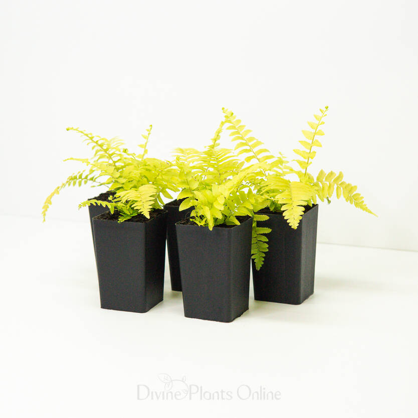 Nephrolepis Exaltata 'Boston Fern' – Divine Plants Online Shop