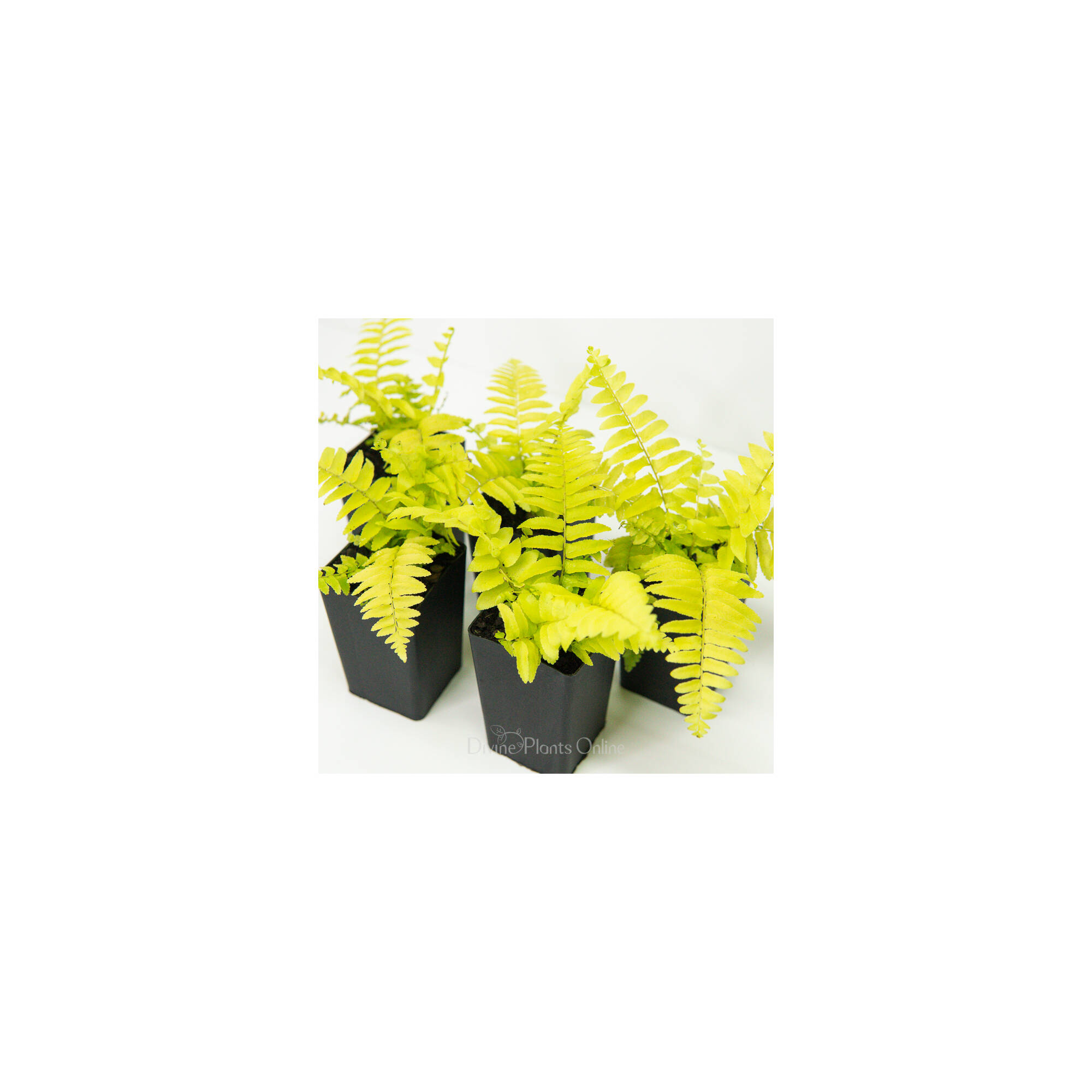 Nephrolepis Exaltata 'Boston Fern' – Divine Plants Online Shop