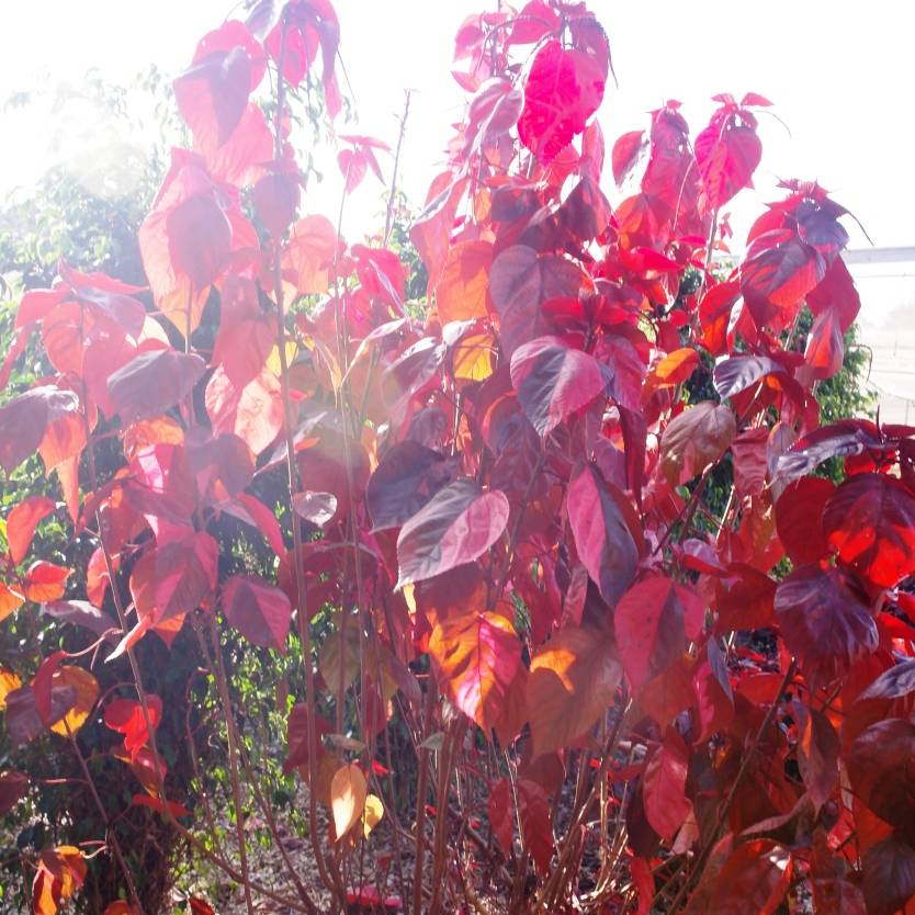 Acalypha wilkesiana Bronze Pink – Divine Plants Online Shop