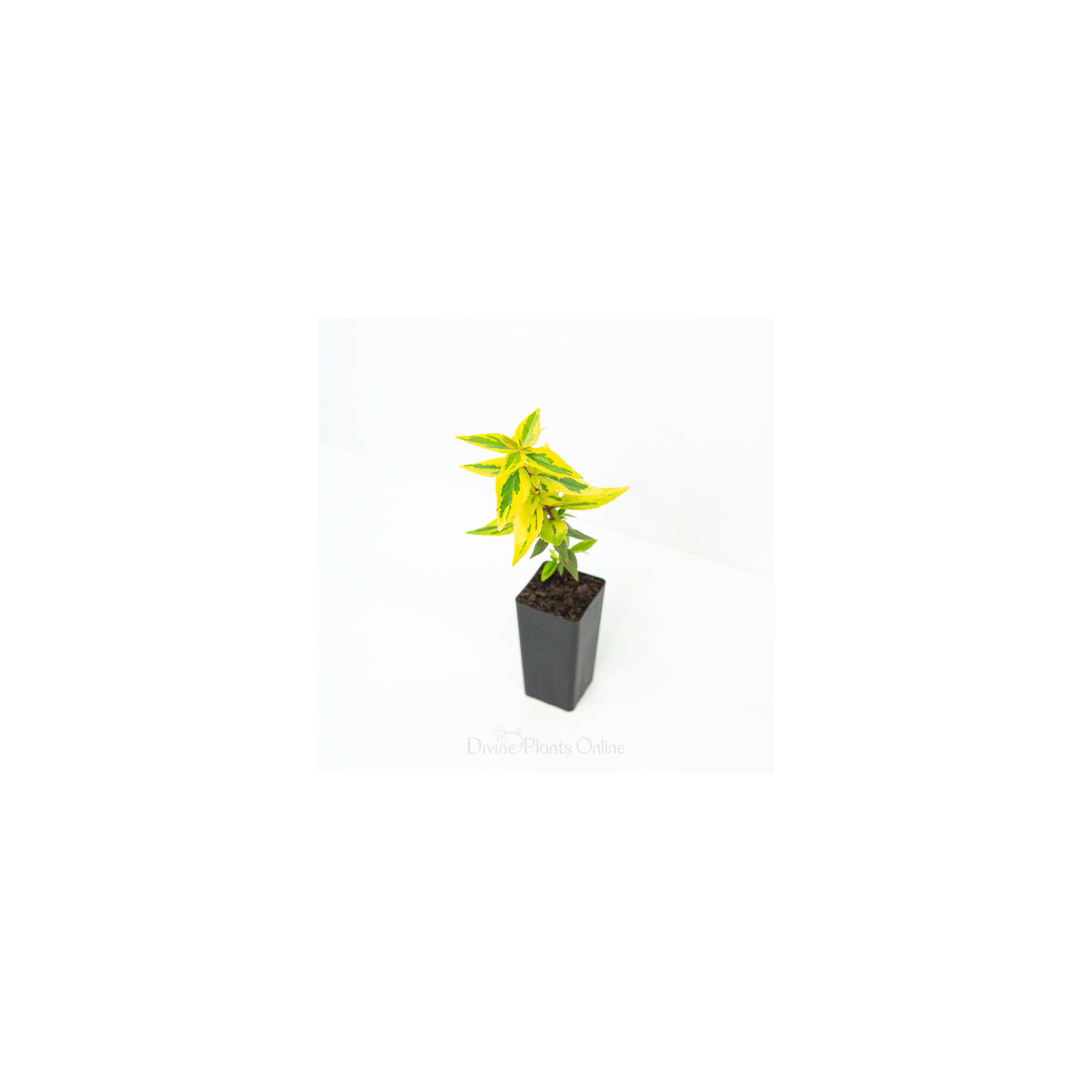 Abelia Grandiflora Variegata – Divine Plants Online Shop