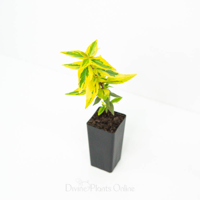 Abelia Grandiflora Variegata – Divine Plants Online Shop