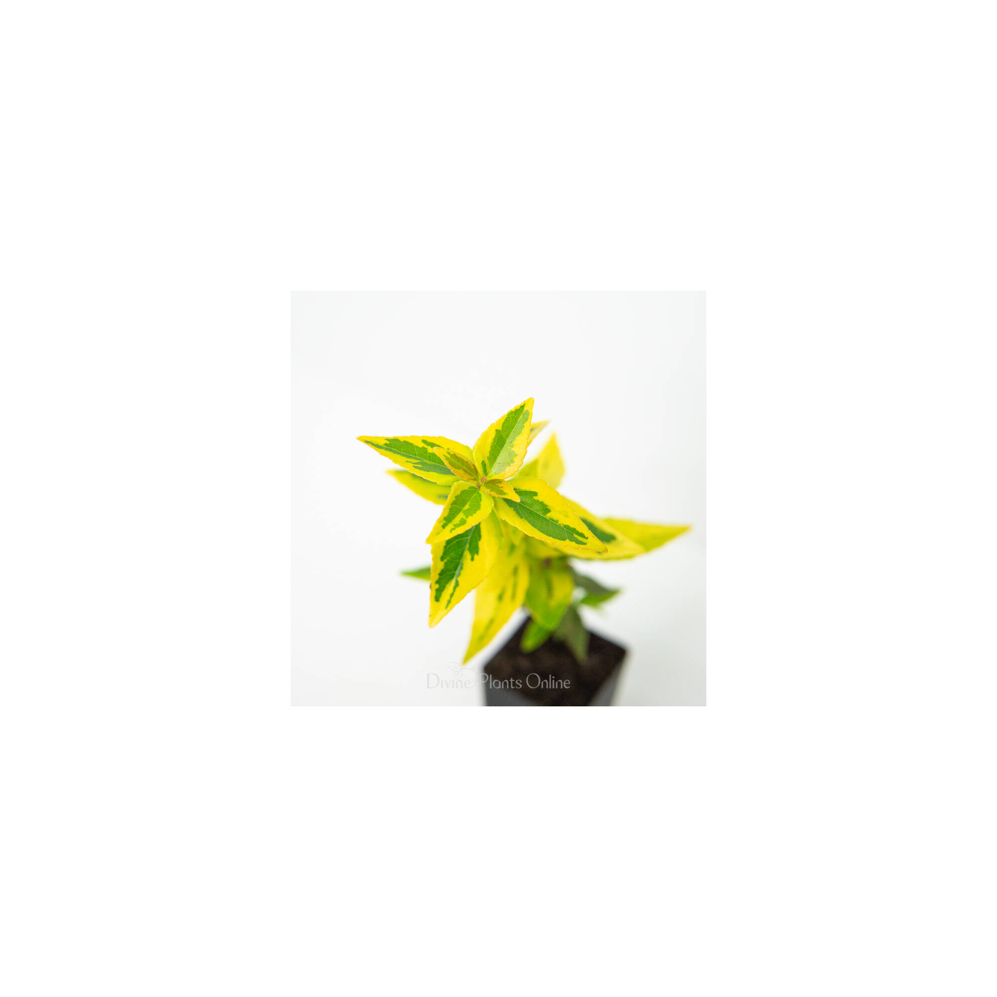 Abelia Grandiflora Variegata – Divine Plants Online Shop