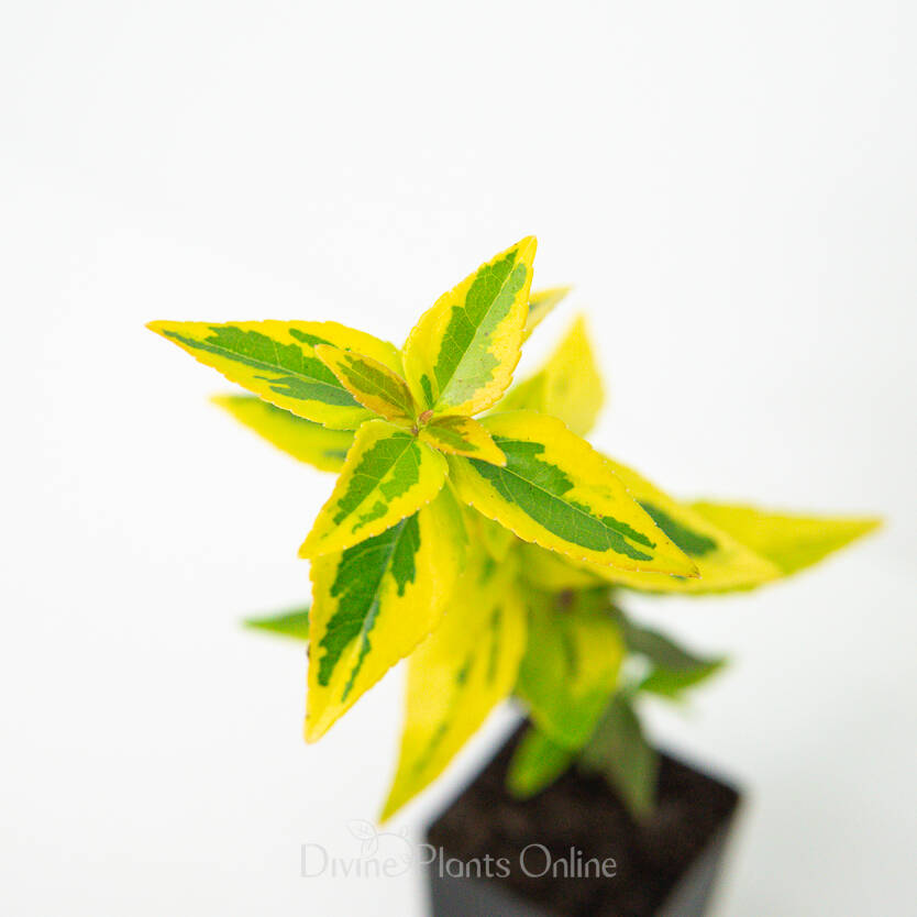 Abelia Grandiflora Variegata – Divine Plants Online Shop