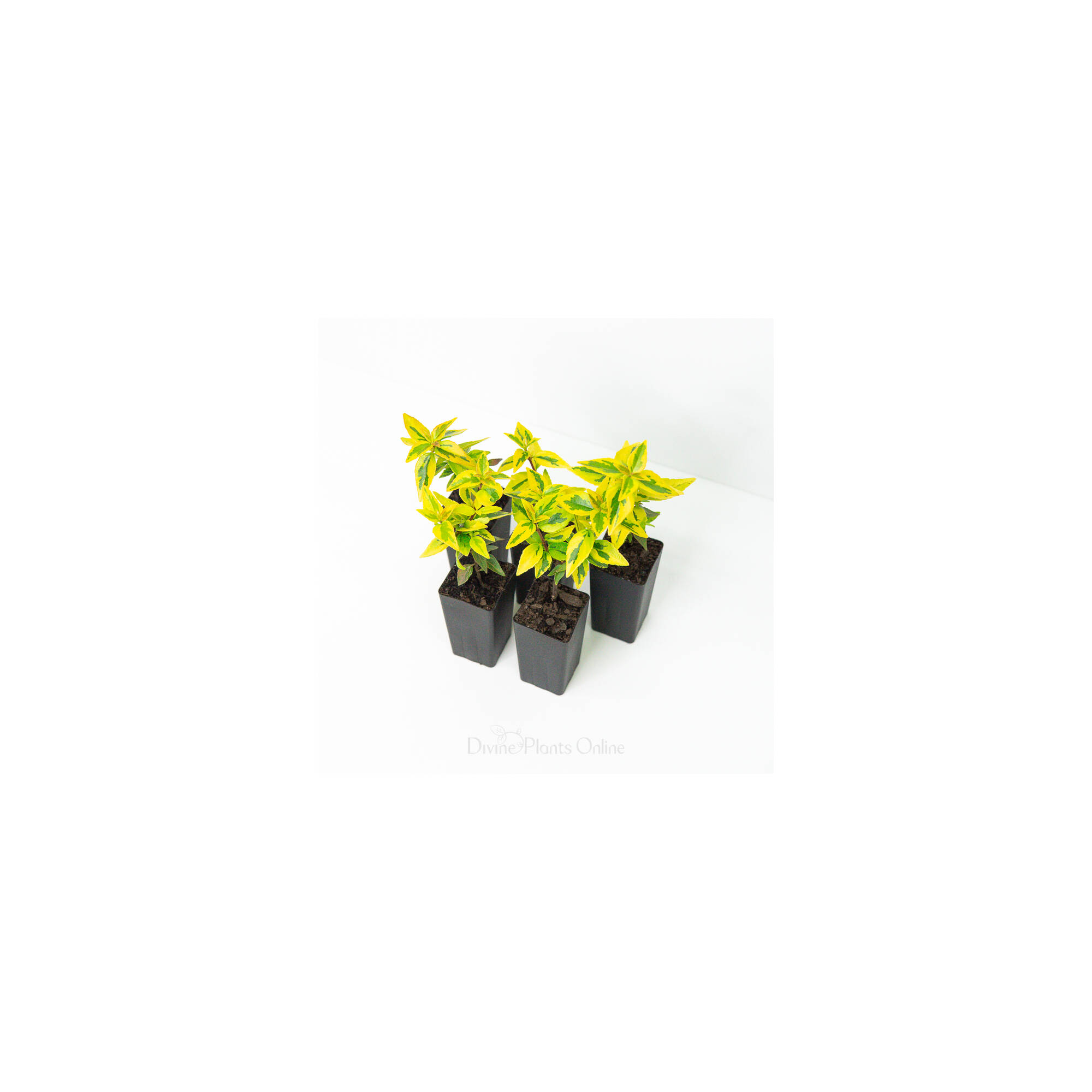 Abelia Grandiflora Variegata – Divine Plants Online Shop