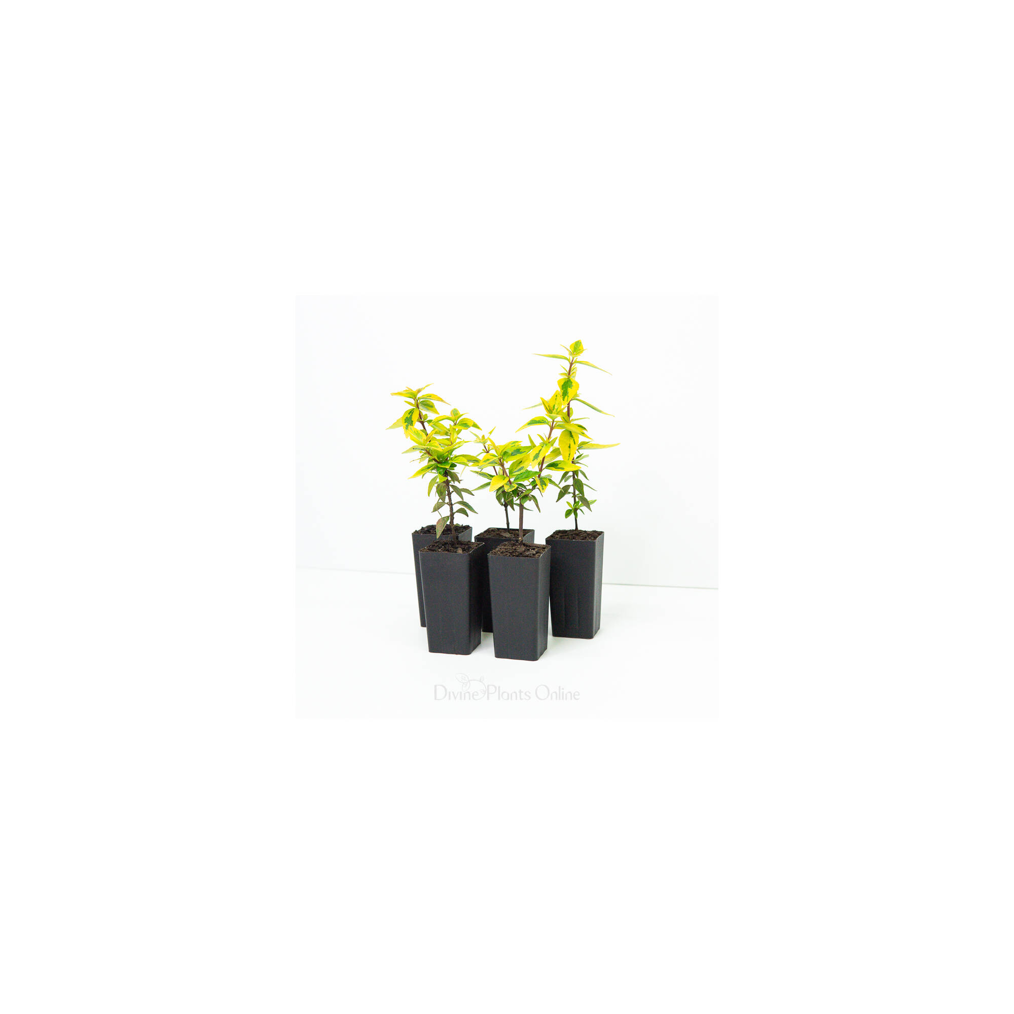 Abelia Grandiflora Variegata – Divine Plants Online Shop