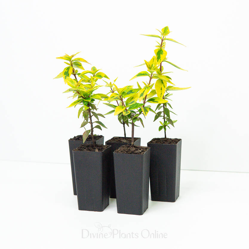 Abelia Grandiflora Variegata – Divine Plants Online Shop