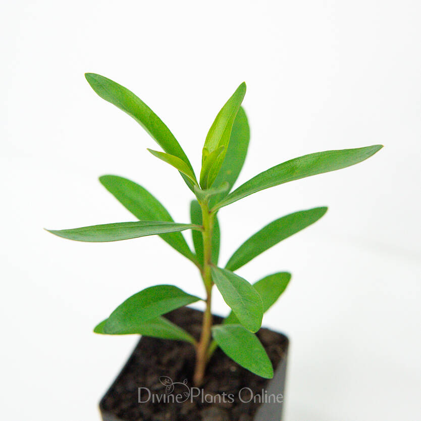 Melaleuca Viridiflora – Divine Plants Online Shop